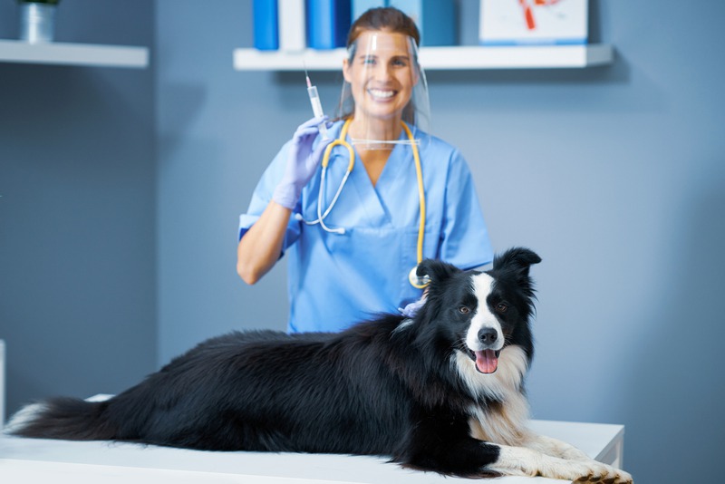 How to Manage Your Pet's Post-Surgery Recovery | Woods