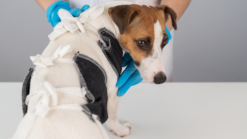 Common Vet Orthopedic Surgeries: Procedures, Benefits, and Outcomes | Woods